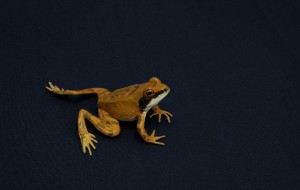 Rana pirenaica | Escultura de la naturaleza